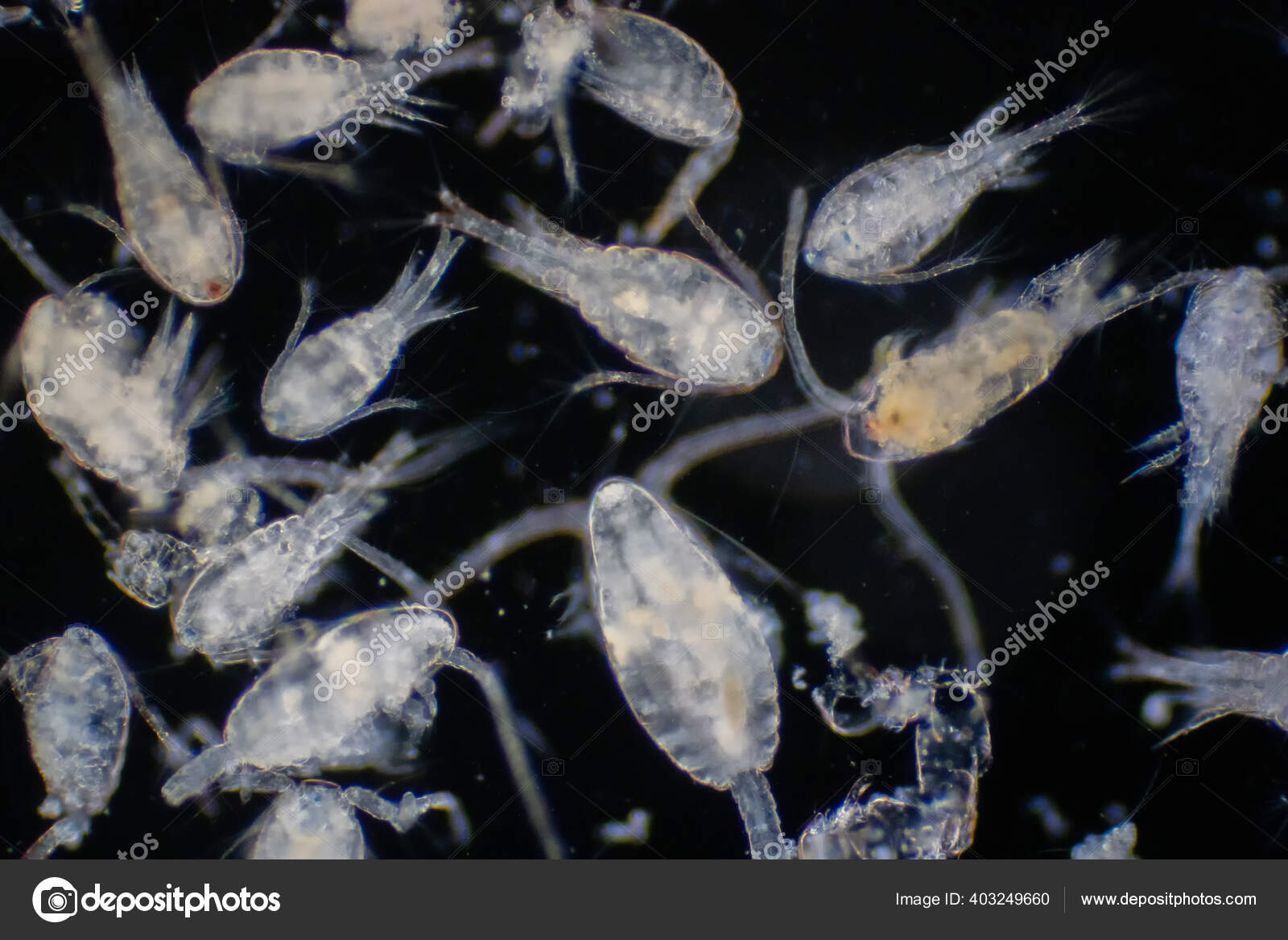 Zooplankton Taxonomy