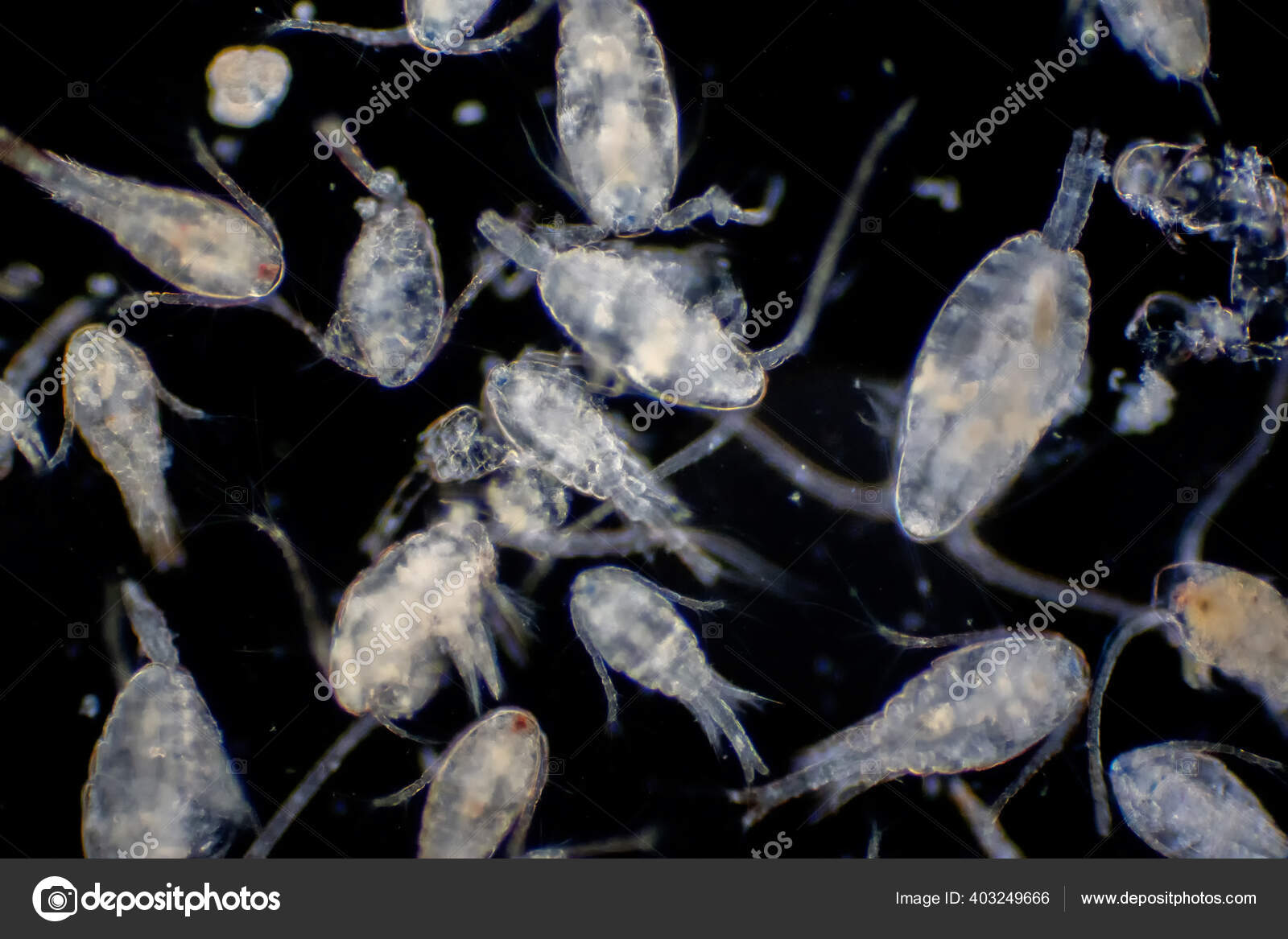 Marine Copepod