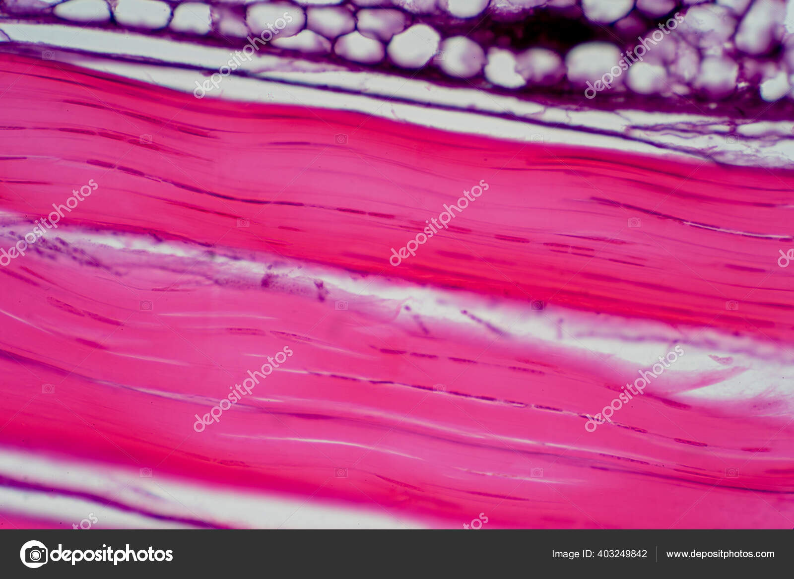 Tendon Tissue