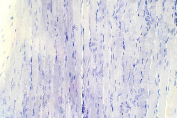 Human skeletal muscle tissue under microscope view for education ...