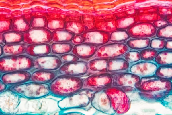 Stem under a microscope Stock Photos, Royalty Free Stem under a ...