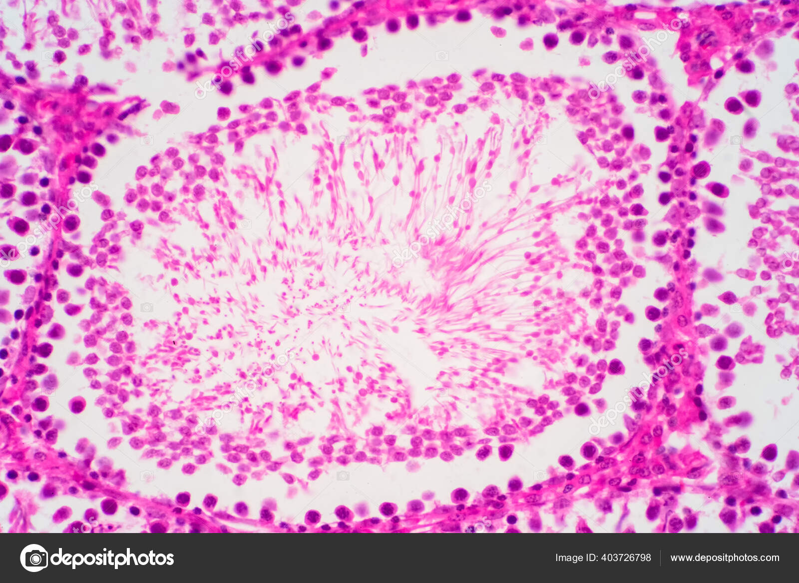 Testis Anatomy Microscope