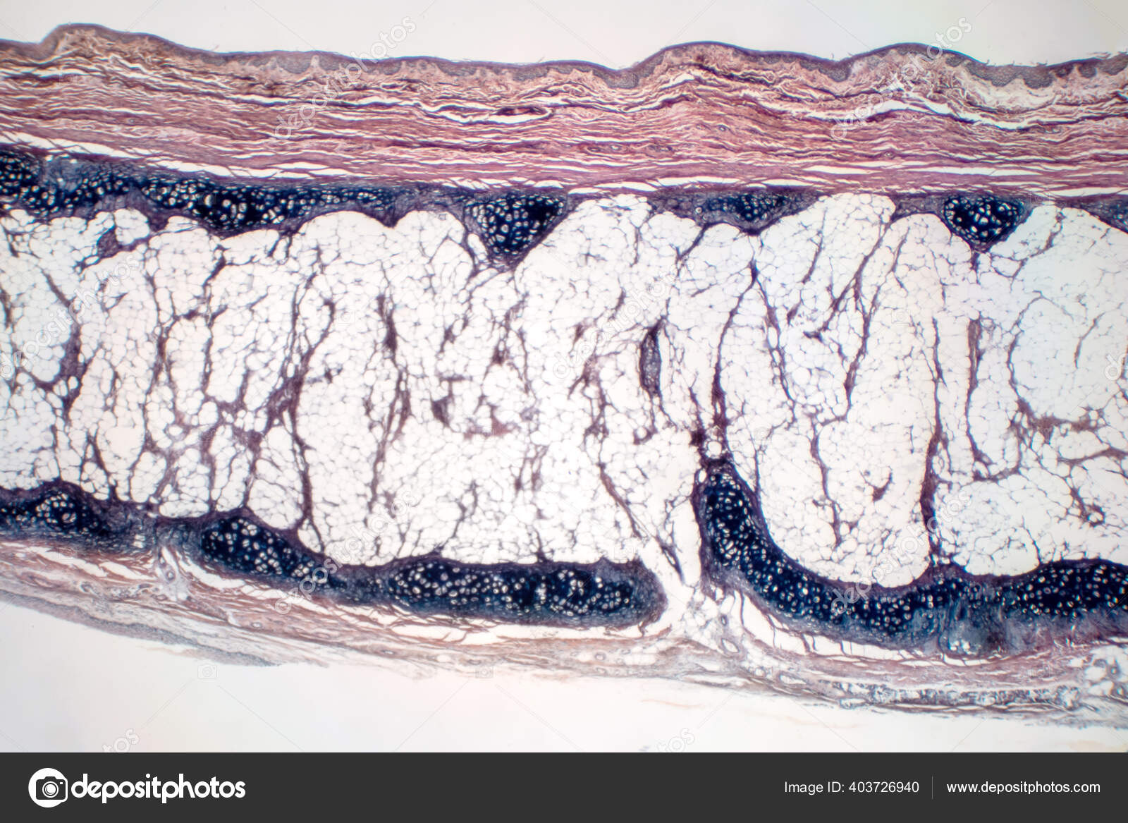 Human Hyaline Cartilage Bone Microscope View Education Pathology Human ...