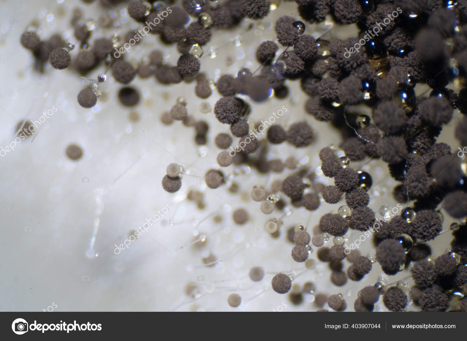 Mold Under Microscope