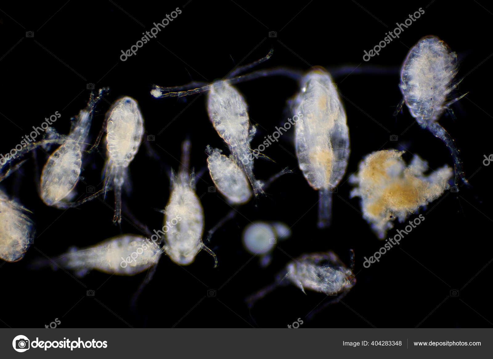 Zooplankton Adalah Thure Koch Eurythenes Plasticus