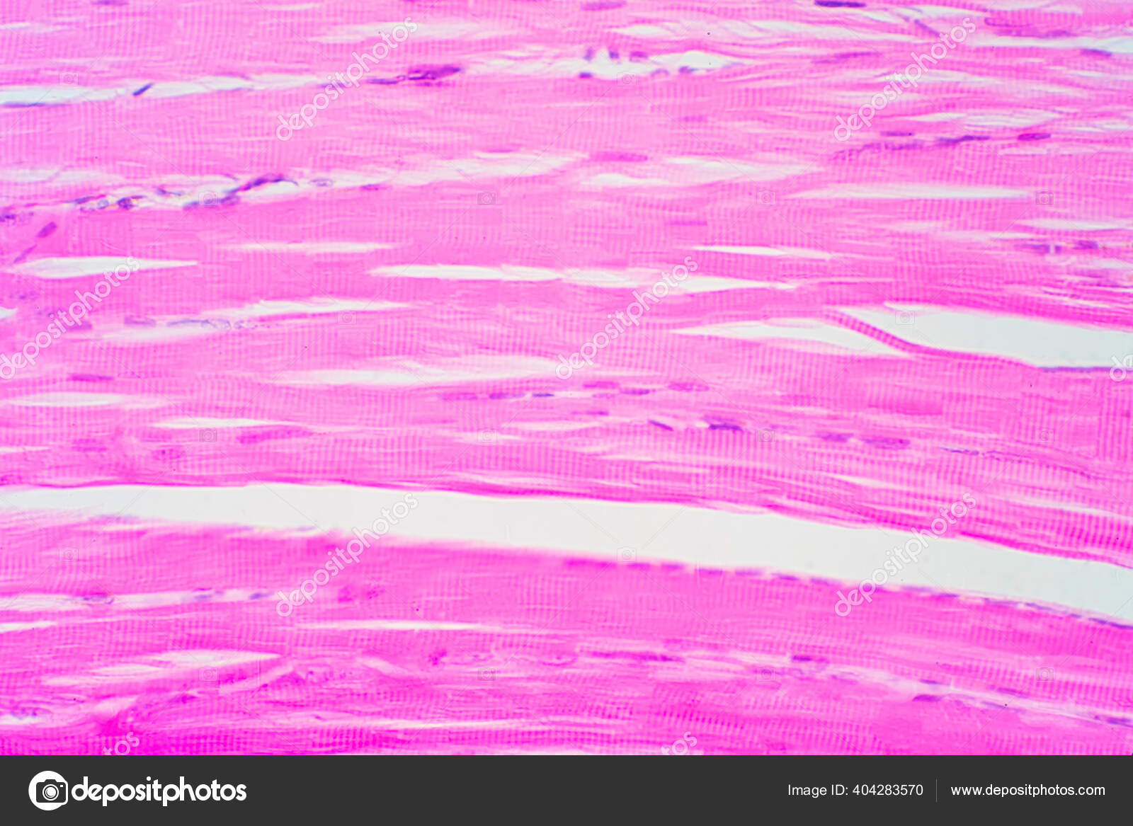 Muscle Tissue Under Microscope