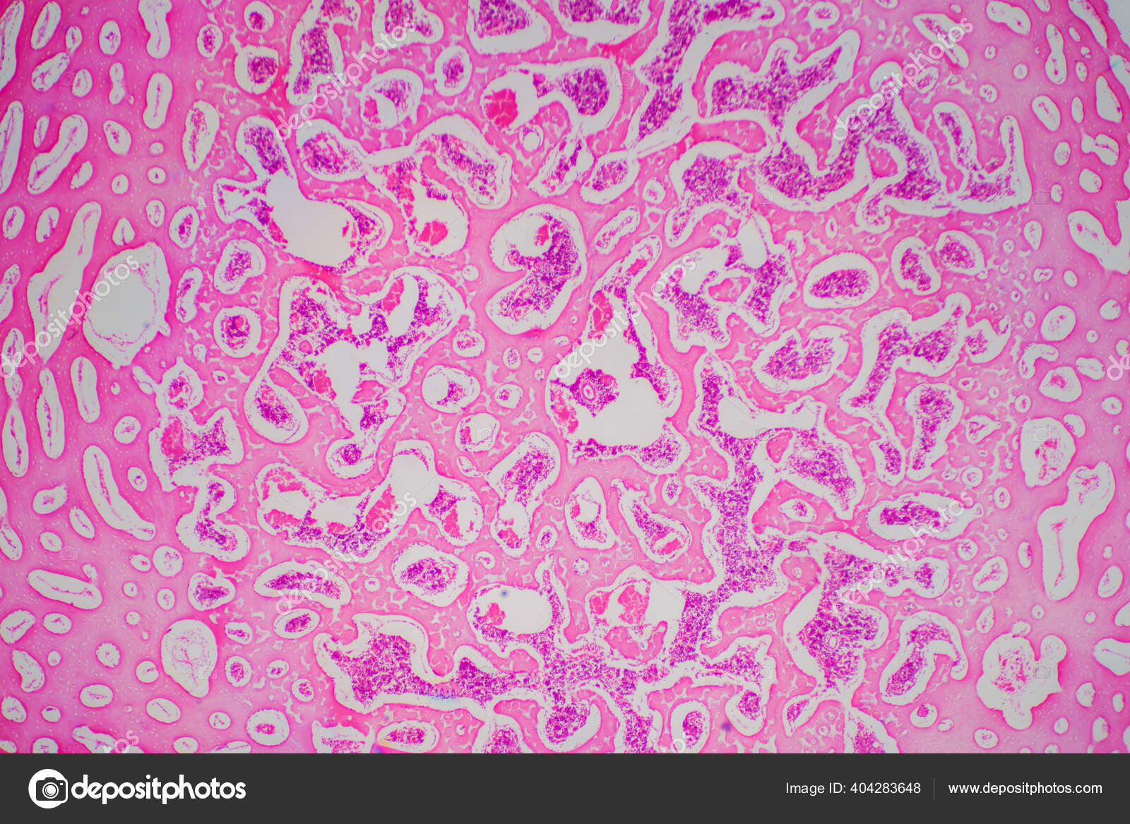 Cartilage Under Microscope