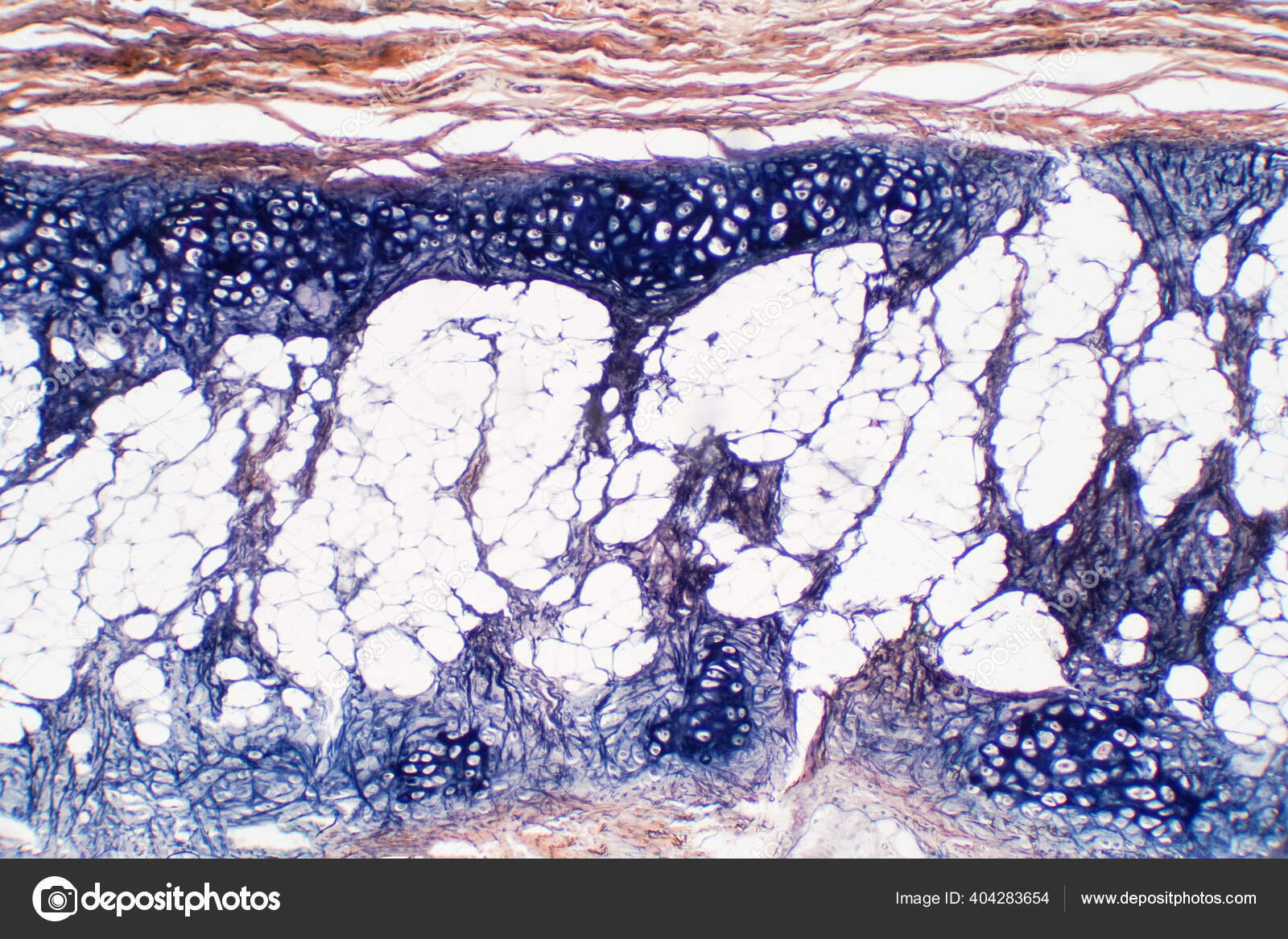 Elastic Cartilage Histology