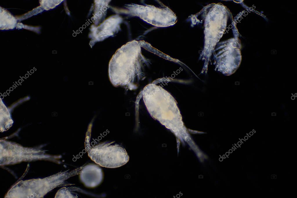 Los copépodos (Zooplancton) son un grupo de pequeños crustáceos que se ...