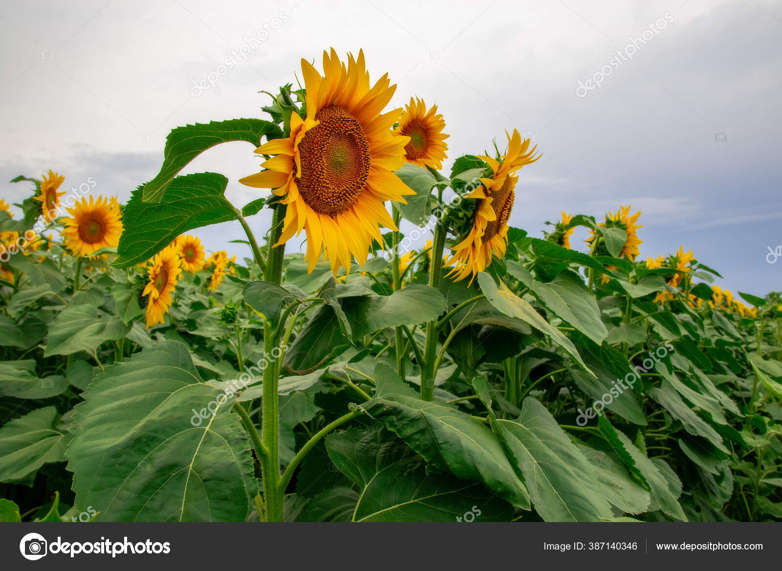 Sunflower Field Sunflowers Blue Sky — Stock Photo © hereamihaicosmin ... Sunflower Field Sunflowers Blue Sky — Stock Photo © hereamihaicosmin ...