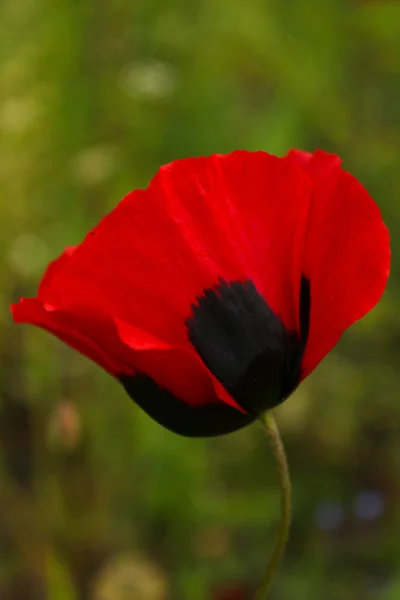 Remembrance day poppy Stock Photos, Royalty Free Remembrance day poppy ...