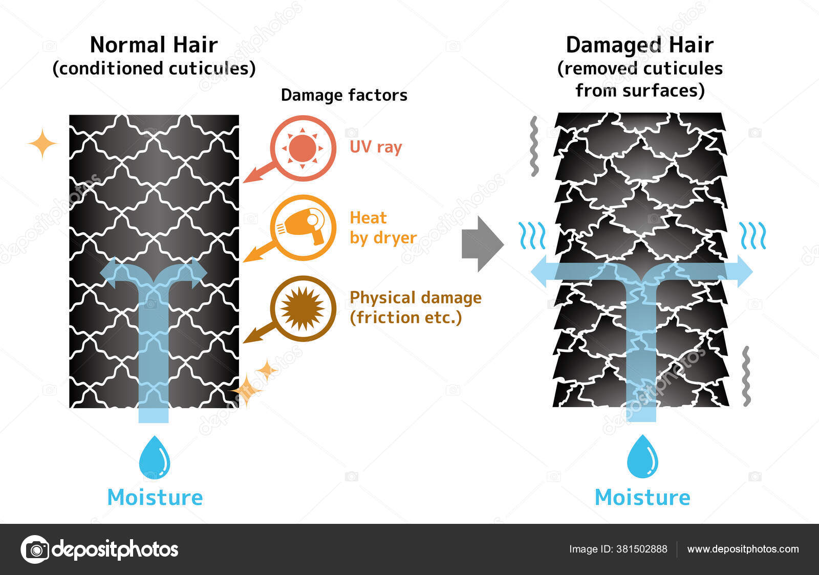 Comparison Illustration Healthy Hair Damaged Hair Stock Vector Image by ...