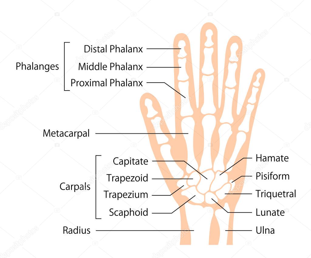 ilustración del vector plano del hueso de la mano (anatomía humana) 2022