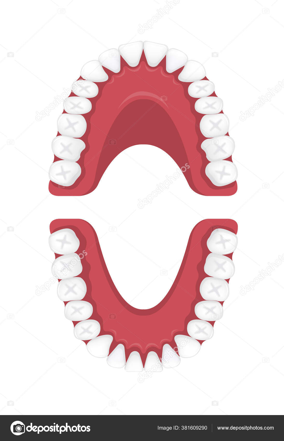 Human Permanent Teeth Chart Vector Illustration Text Stock Vector Image ... Human Permanent Teeth Chart Vector Illustration Text Stock Vector Image ...