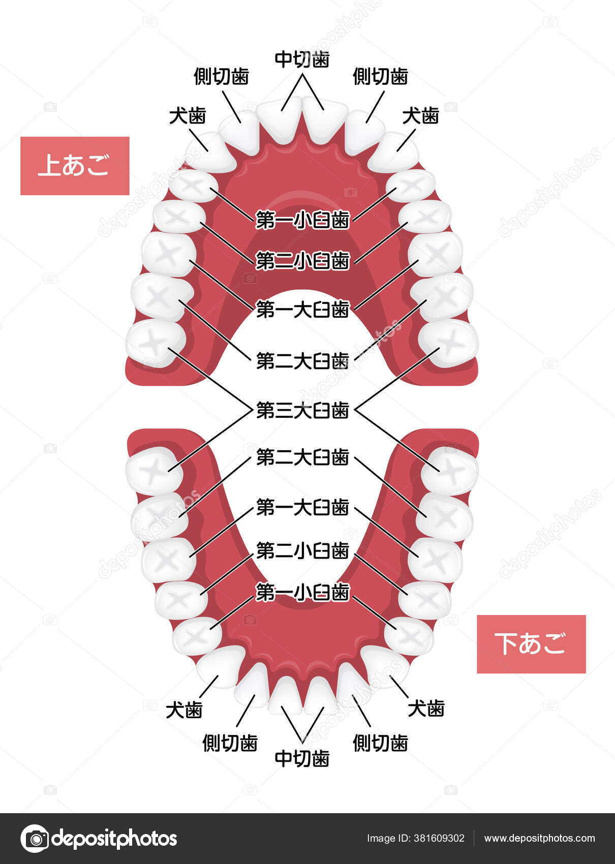 Human Permanent Teeth Chart Vector Illustration Japanese Stock Vector ...