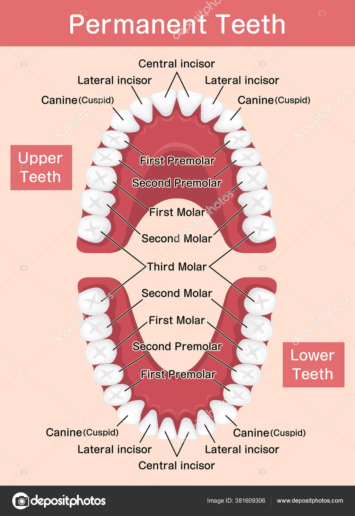 Human Permanent Teeth Chart Vector Illustration Stock Vector Image by ...