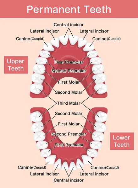 Permanent teeth chart Vector Art Stock Images | Depositphotos
