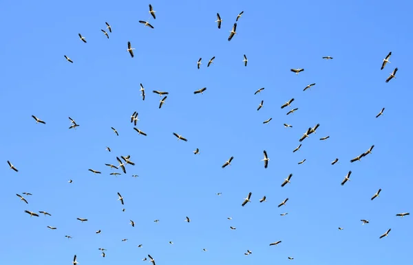 Migrating locusts Stock Photos, Royalty Free Migrating locusts Images ...