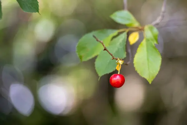 Close-up picture of red sherry berries on a cherry tree. Green leaves ...