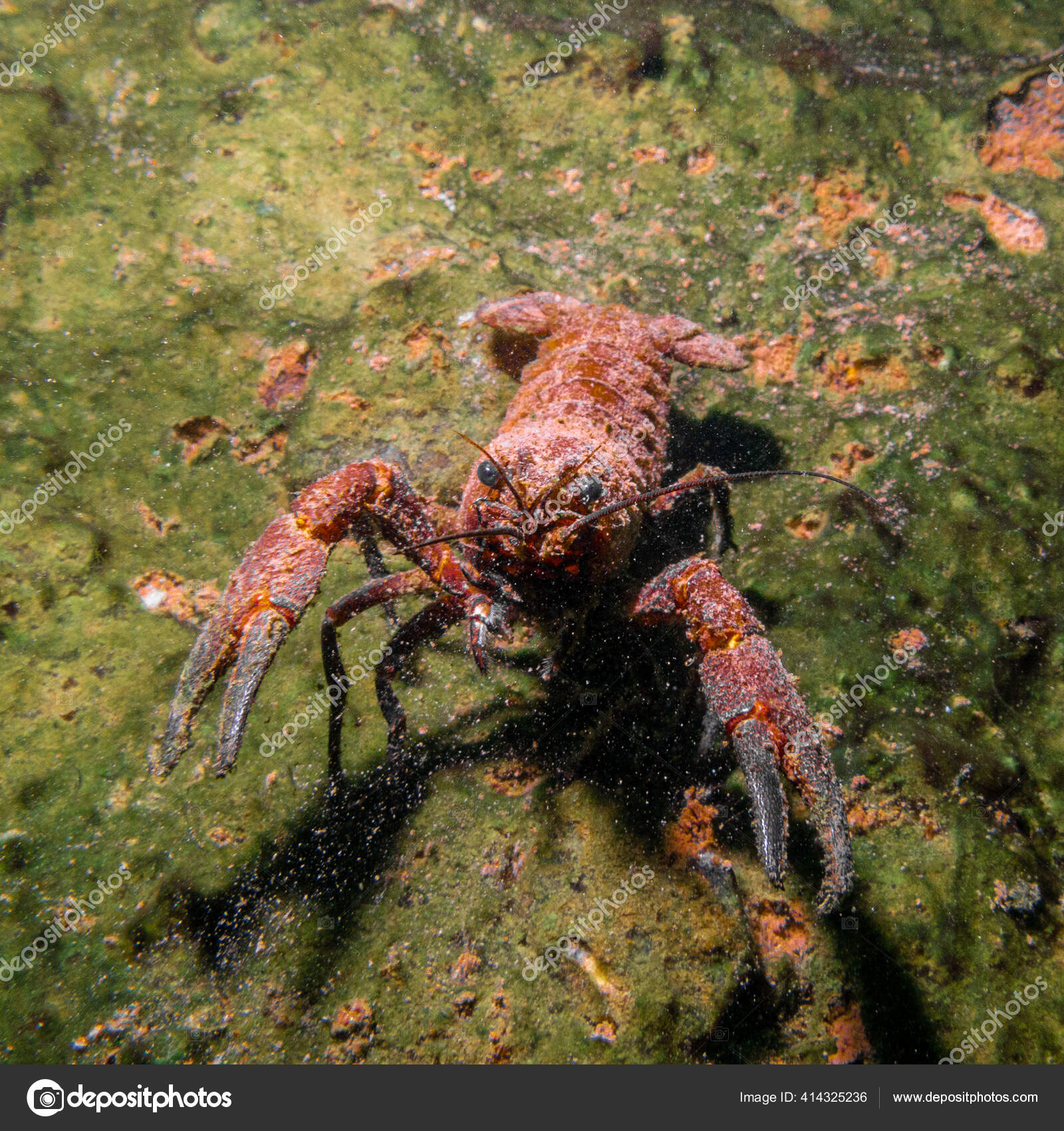A closeup picture of a crayfish in an old abandoned quarry. Picture ...