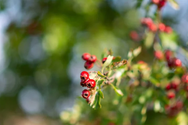 Close-up picture of red sherry berries on a cherry tree. Green leaves ...
