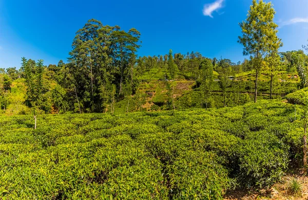 Kenya coffee plantation Stock Photos, Royalty Free Kenya coffee ...