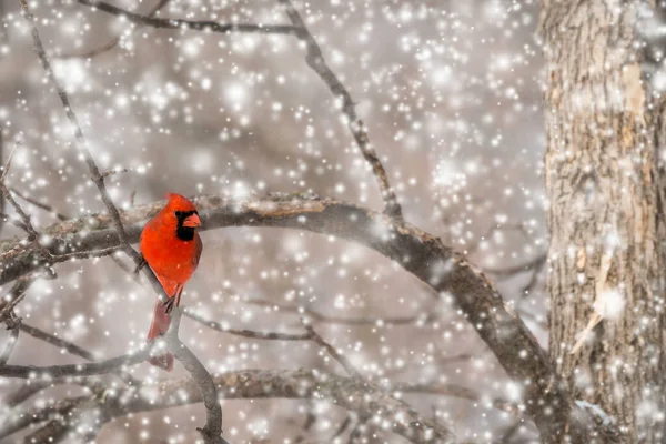 Cardinal Bird In Snow Wallpapers
