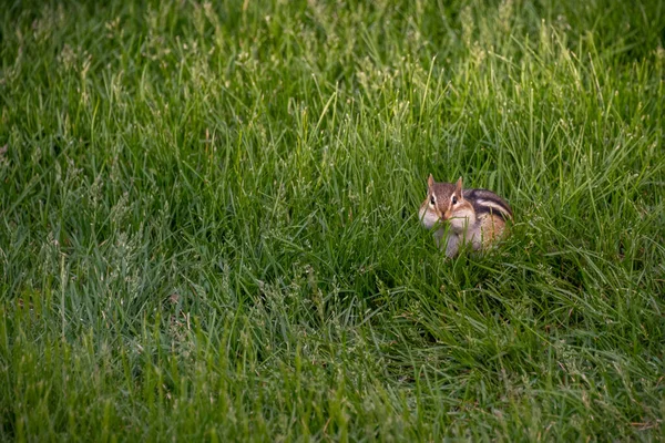 Funny chipmunk Stock Photos, Royalty Free Funny chipmunk Images ...
