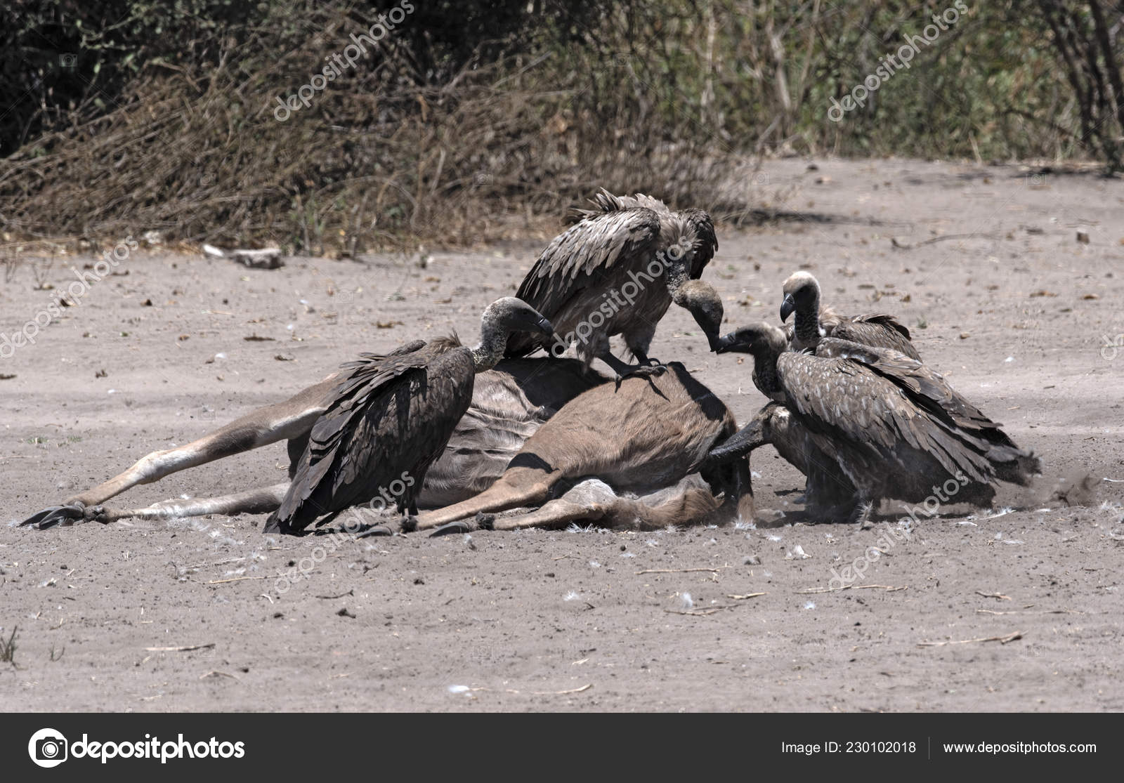 White Backed Vultures Eat Carcass Dead Greater Kudu Chobe National ...