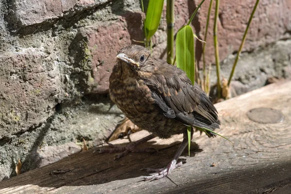 Fotos de Melro preto jovem, Imagens de Melro preto jovem sem royalties ...