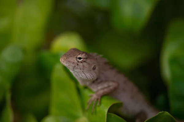 Oren hagedissen Stock Photos, Royalty Free Oren hagedissen Images ...