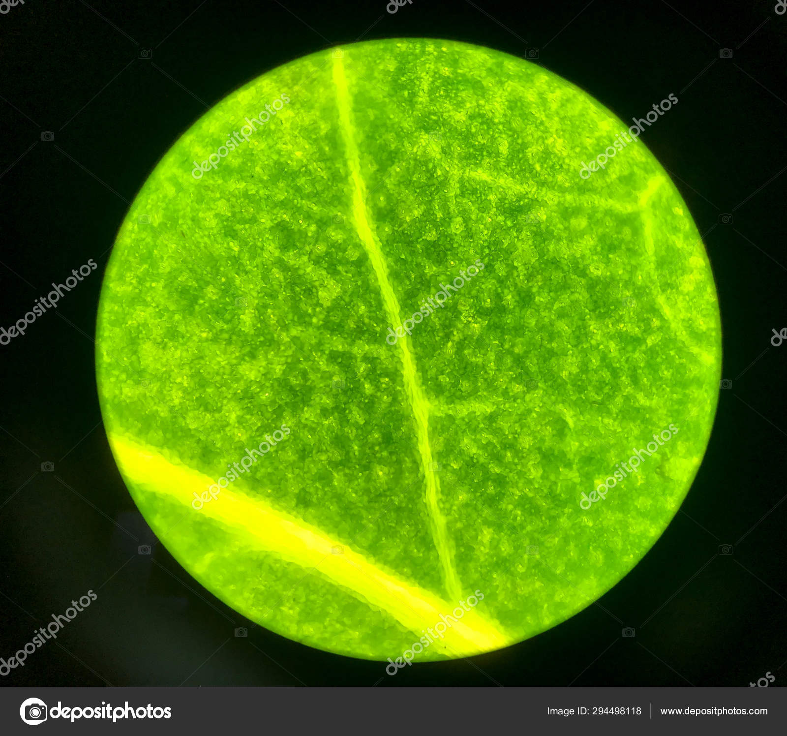 Cells on green leaf plants with microscope. — Stock Photo © toeytoey ...