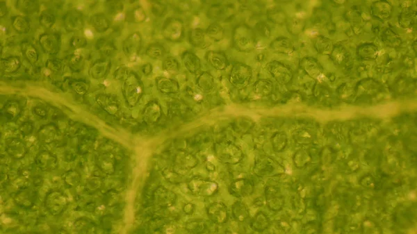 Stomata Moss