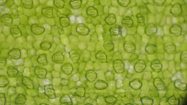Close Stoma Plants Cells Find Microscope Stock Photo by ©toeytoey 349450920