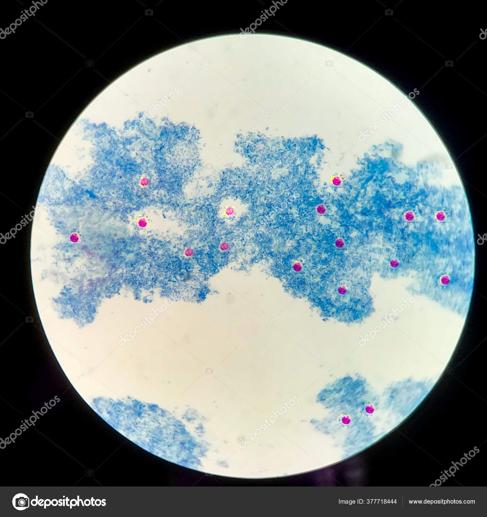 Yeast Cell Slide