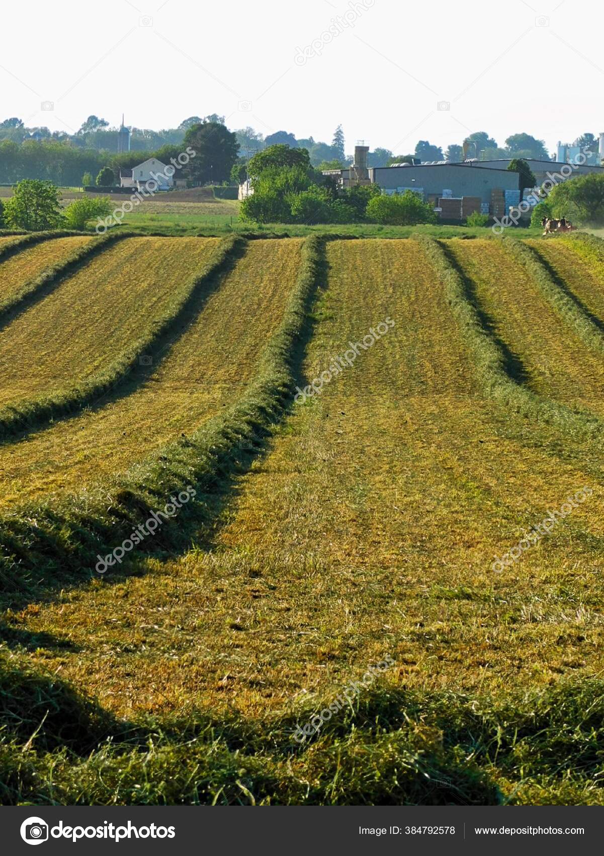 Alfalfa Field Being Cut Collected Long Piles Easier Baling Southern ...