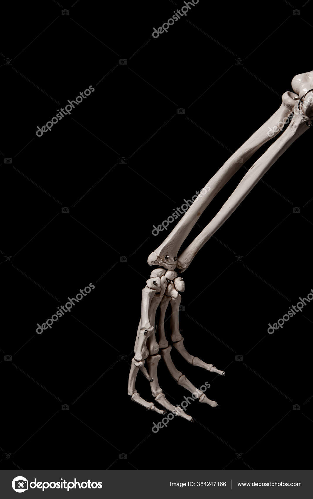 Human Forearm Skeleton Anatomy Bone — Stock Photo © rakylucky #384247166