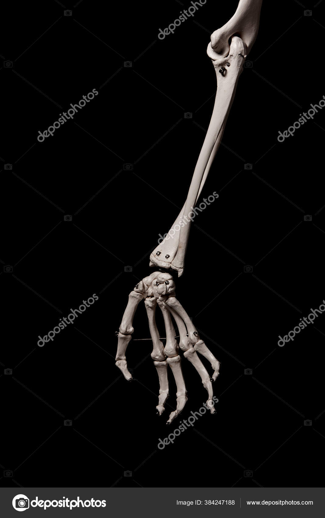 Human Forearm Skeleton Anatomy Bone — Stock Photo © rakylucky #384247188