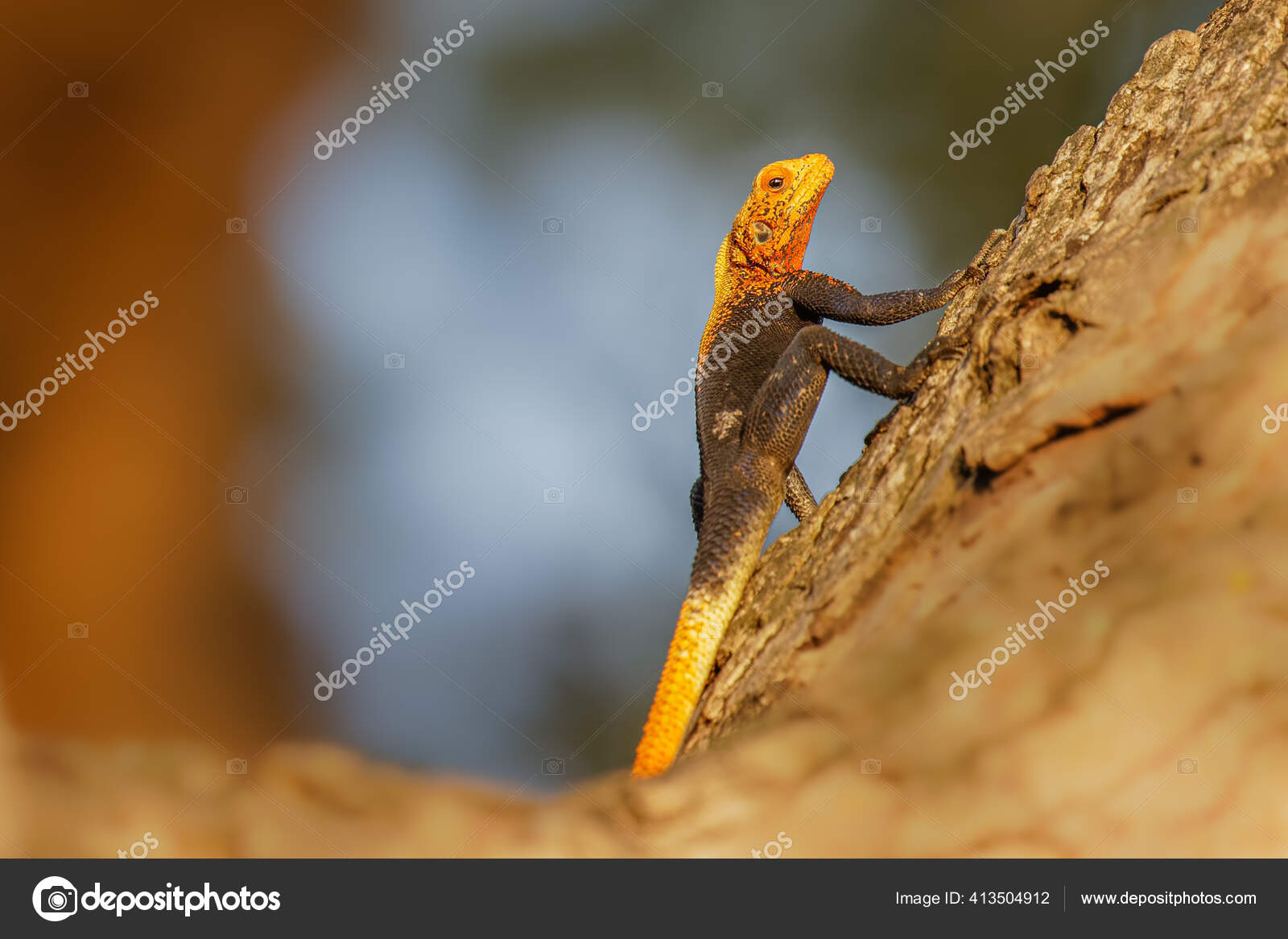 Rainbow Lizard Agama