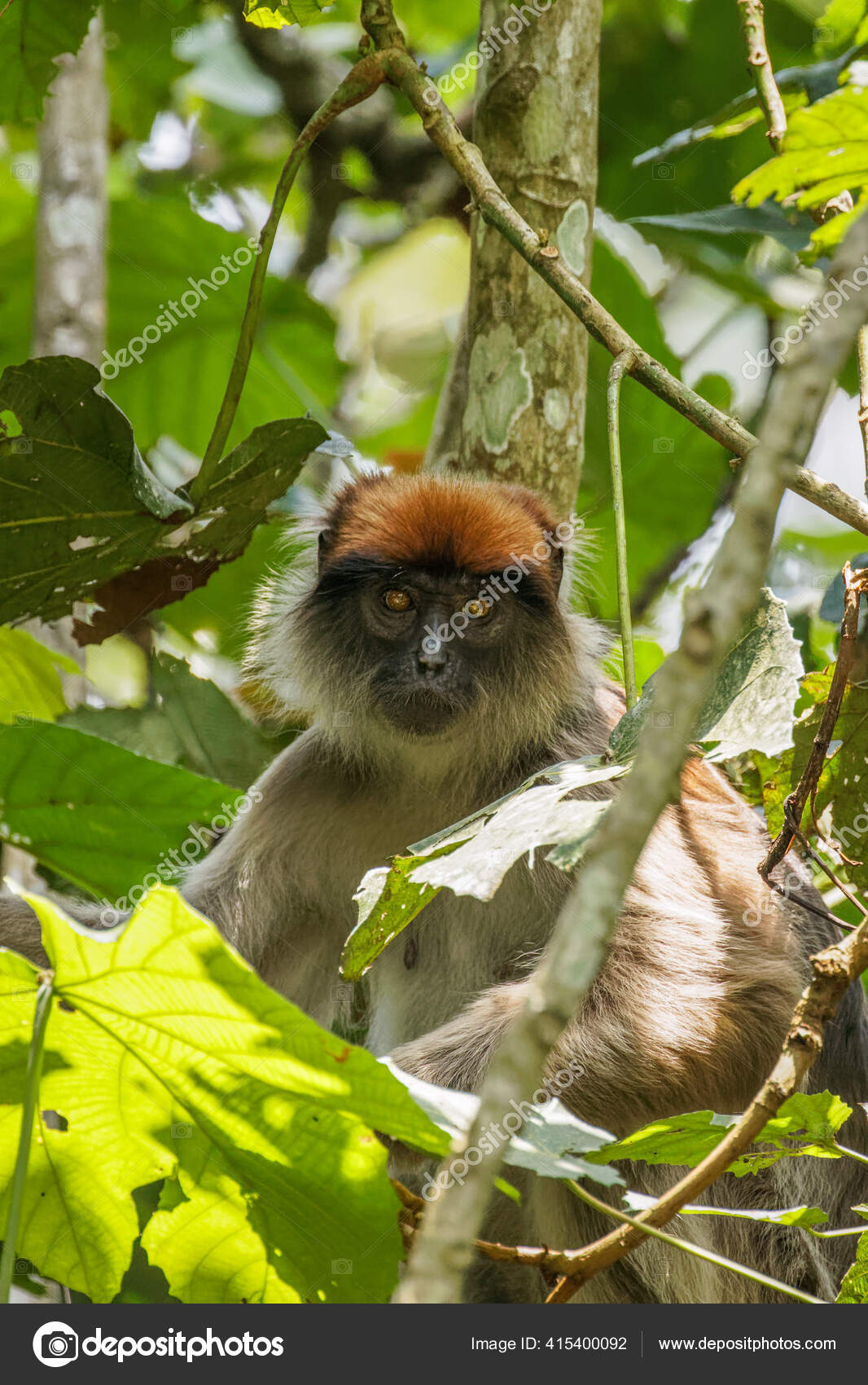 Wild Ugandan Red Colobus Monkey Branch Kibale National Forest Uganda ...