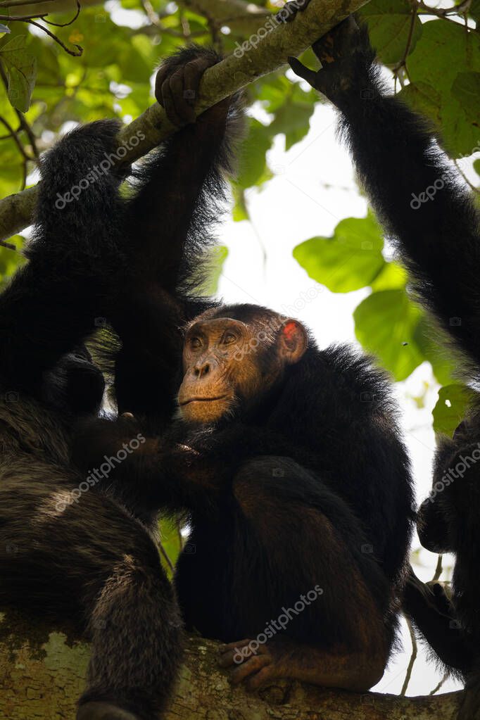 Chimpancé común (Pan troglodytes schweinfurtii) relajándose en un árbol ...