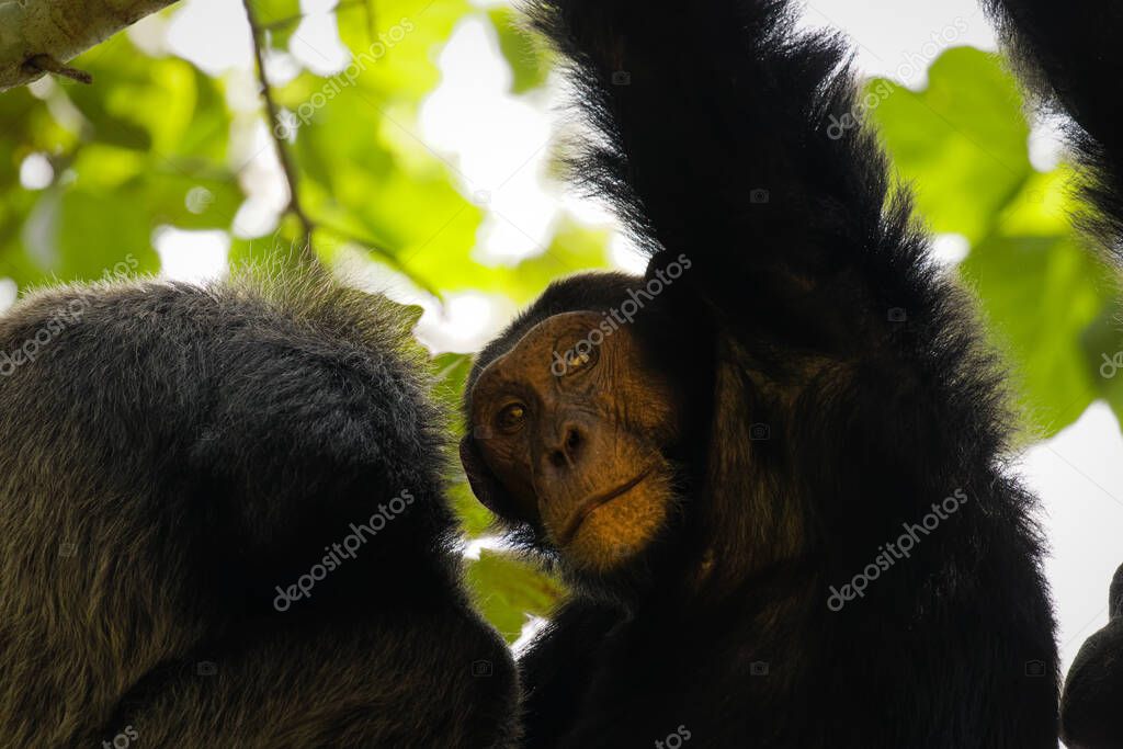 Chimpancé común (Pan troglodytes schweinfurtii) relajándose en un árbol ...