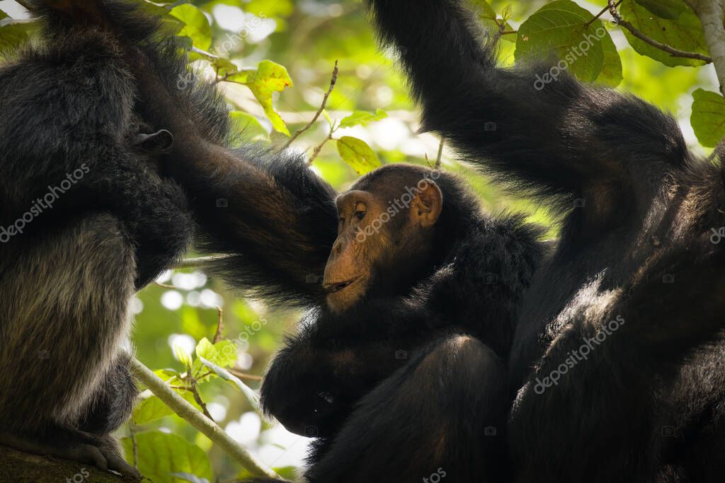 Chimpancé Común Pan Troglodytes Schweinfurtii Relajándose En Un árbol