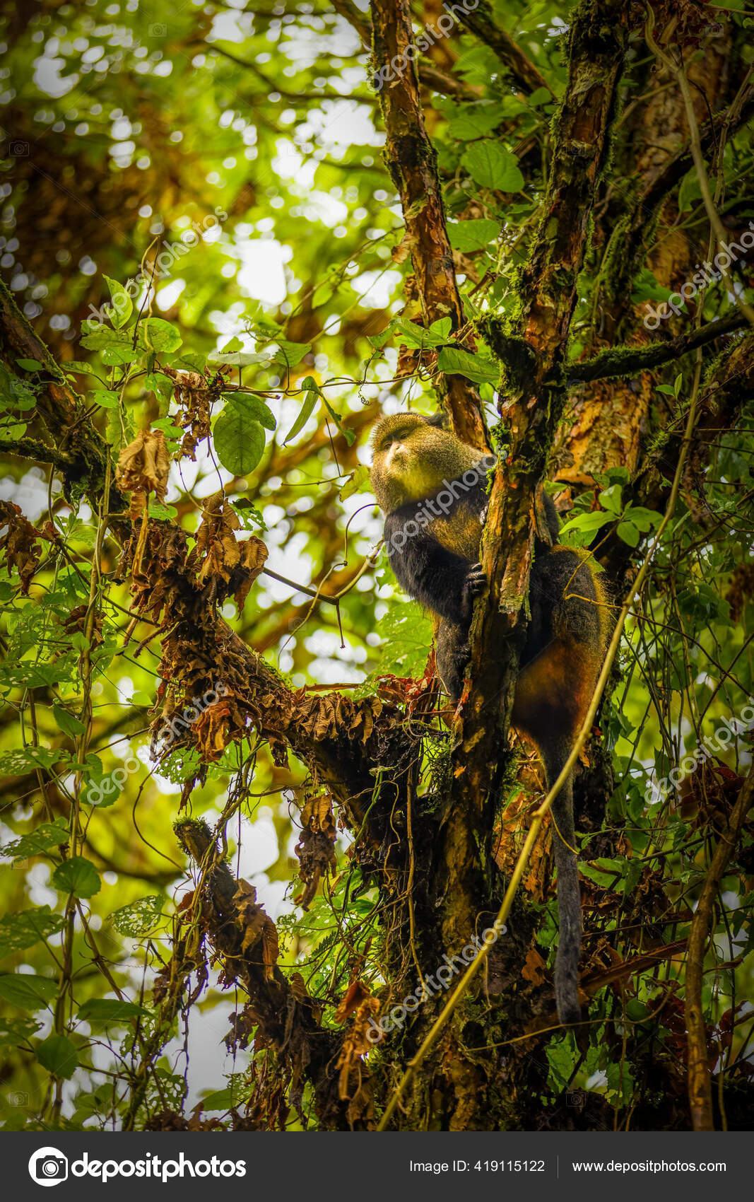 Wild Very Rare Golden Monkey Cercopithecus Kandti Rainforest Unique ...