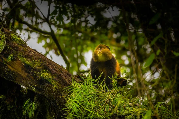 Wild and very rare golden monkey ( Cercopithecus kandti) in the ...