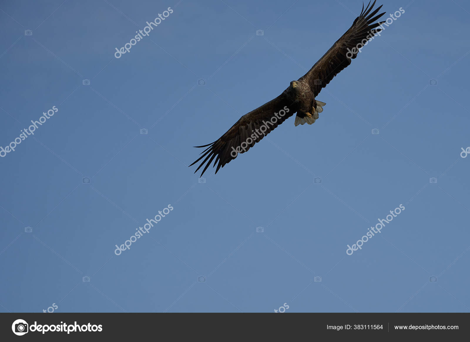 White tailed Eagle Catching eel Raptor Lake Hunting Wings Flying ...
