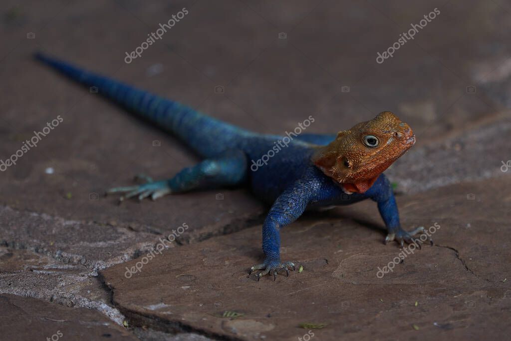 Agama com n agama de cabeza roja agama o agama arco iris una familia de ...