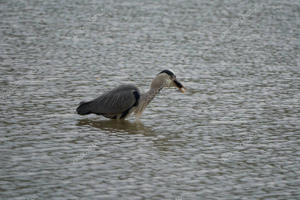 Garza gris Ardea cinerea largo patas depredador vadeando garza aves ...