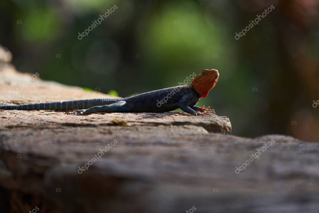 Agama común agama de cabeza roja agama o agama arco iris una familia de ...