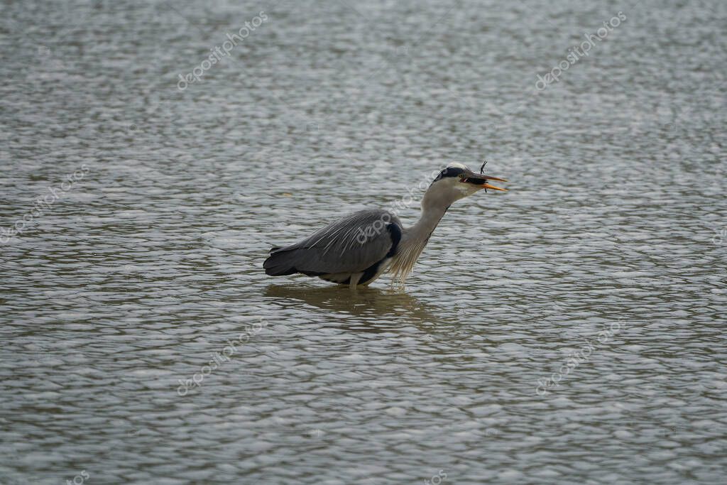 Garza gris Ardea cinerea ave depredadora de patas largas garza ...